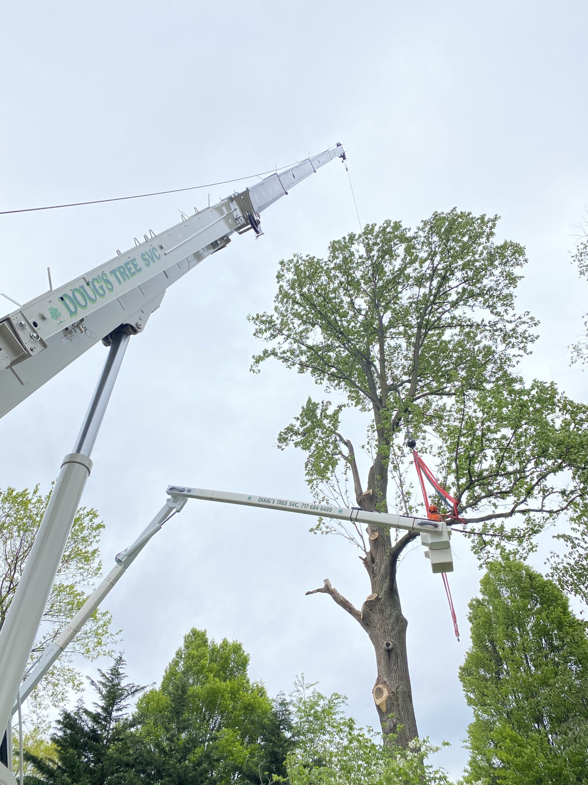 Tree Removal | Lancaster PA | York PA | Doug’s Tree Service
