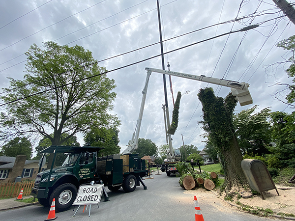 Tree Cutting Service Process | Lancaster & York, PA | Doug's Tree Service