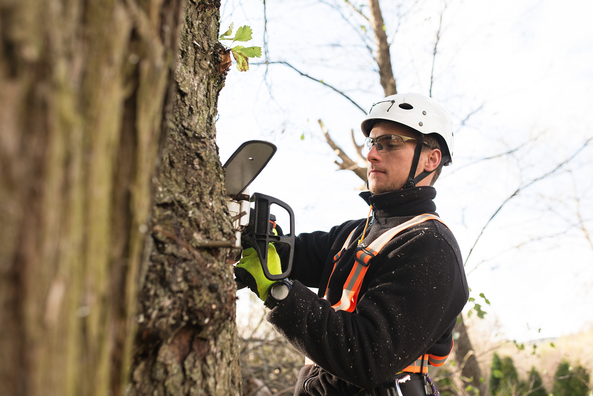 Choosing Arborist Tree Services | Lancaster & York, PA