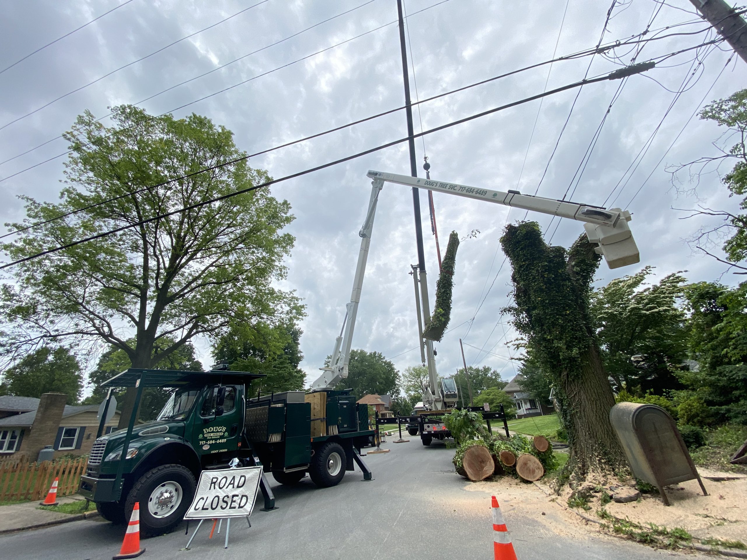 Tree Removal Lancaster PA | Tree Removal York PA | Doug’s Tree Service
